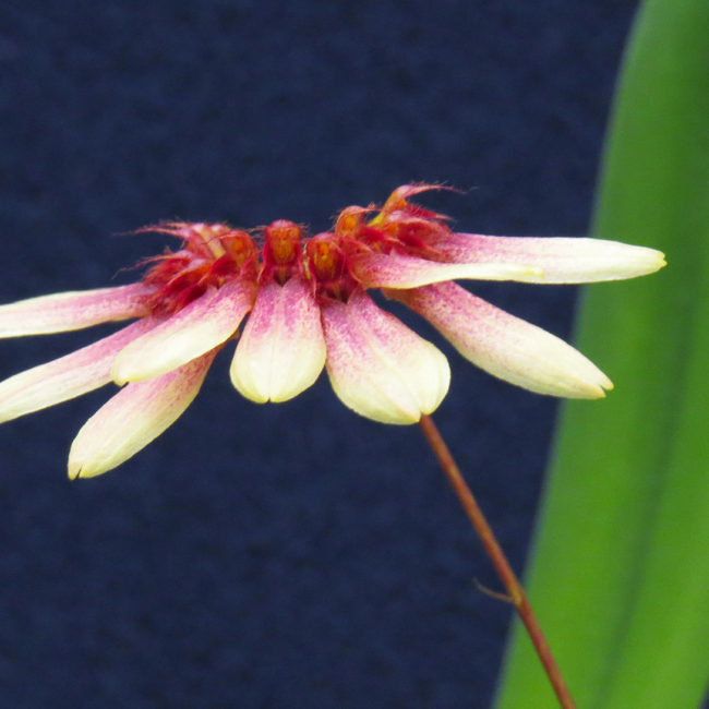 Victoria Orchid Society – Orchid Society and Members