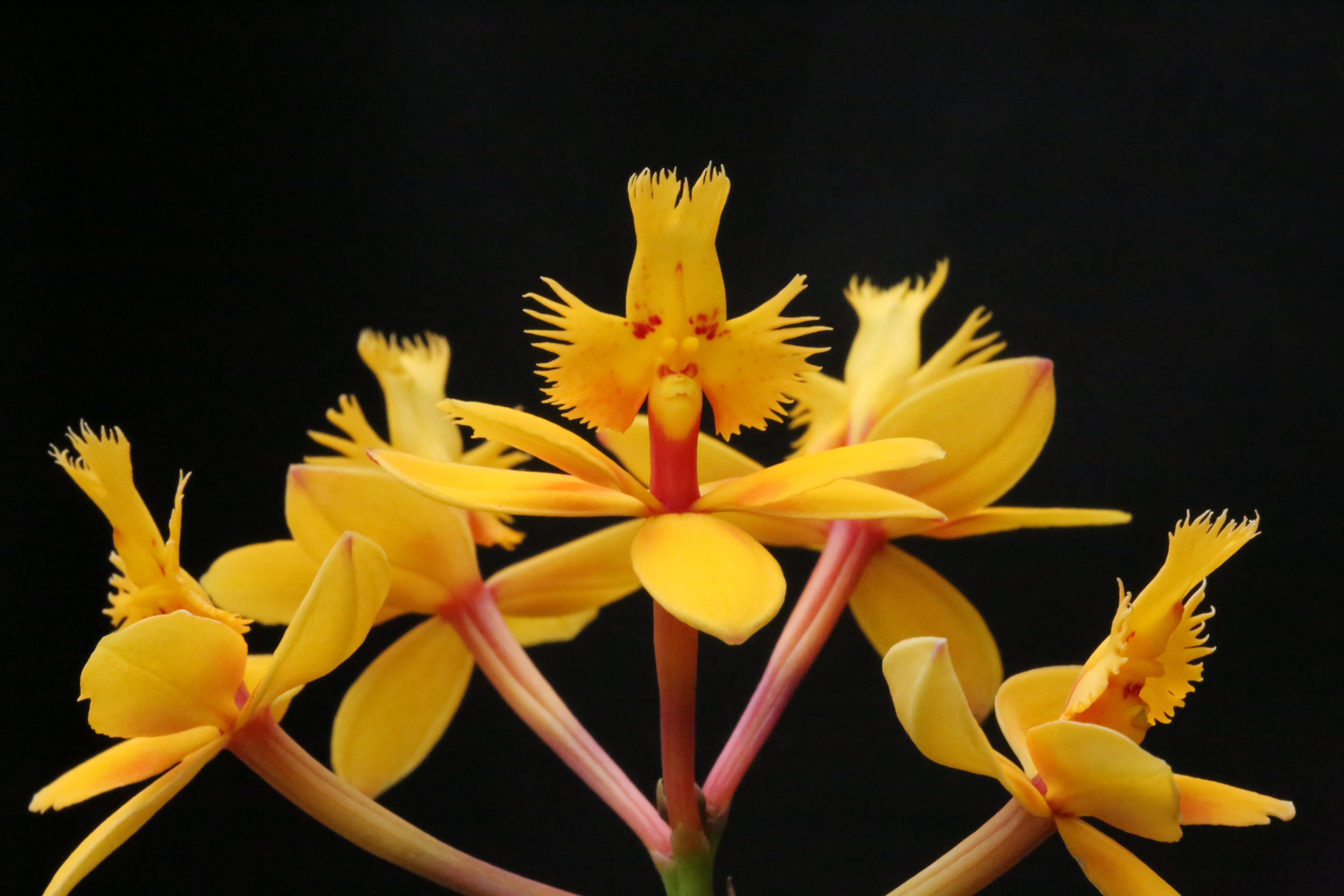 About Us – Victoria Orchid Society